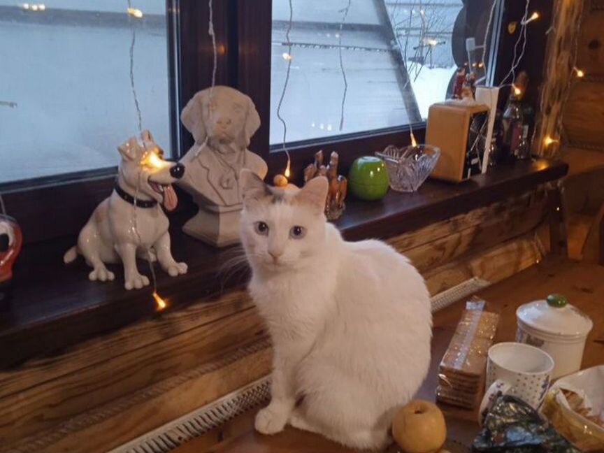 Кошка Морошка из приюта ищет дом