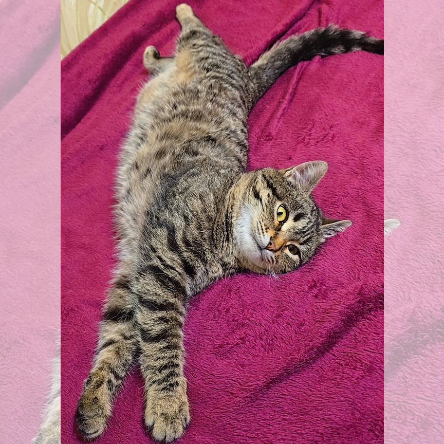 Котик в добрые руки