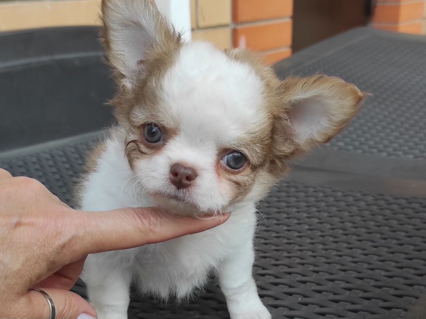 Щенки чихуахуа