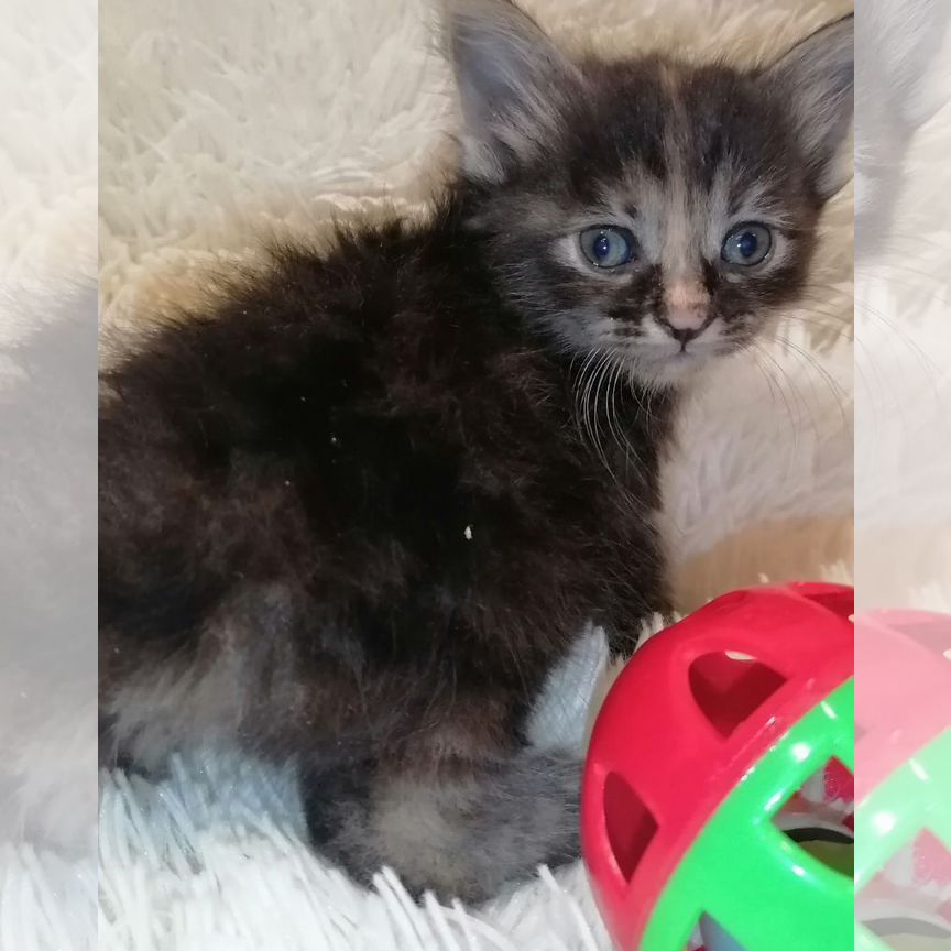 Котята породы Курильский бобтейл