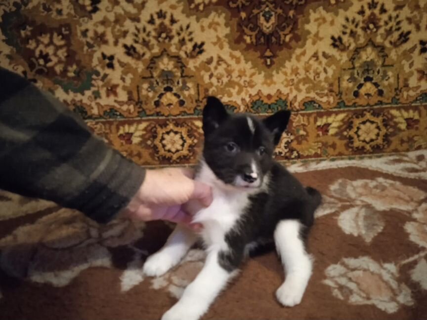 Щенки русско-европейской лайки