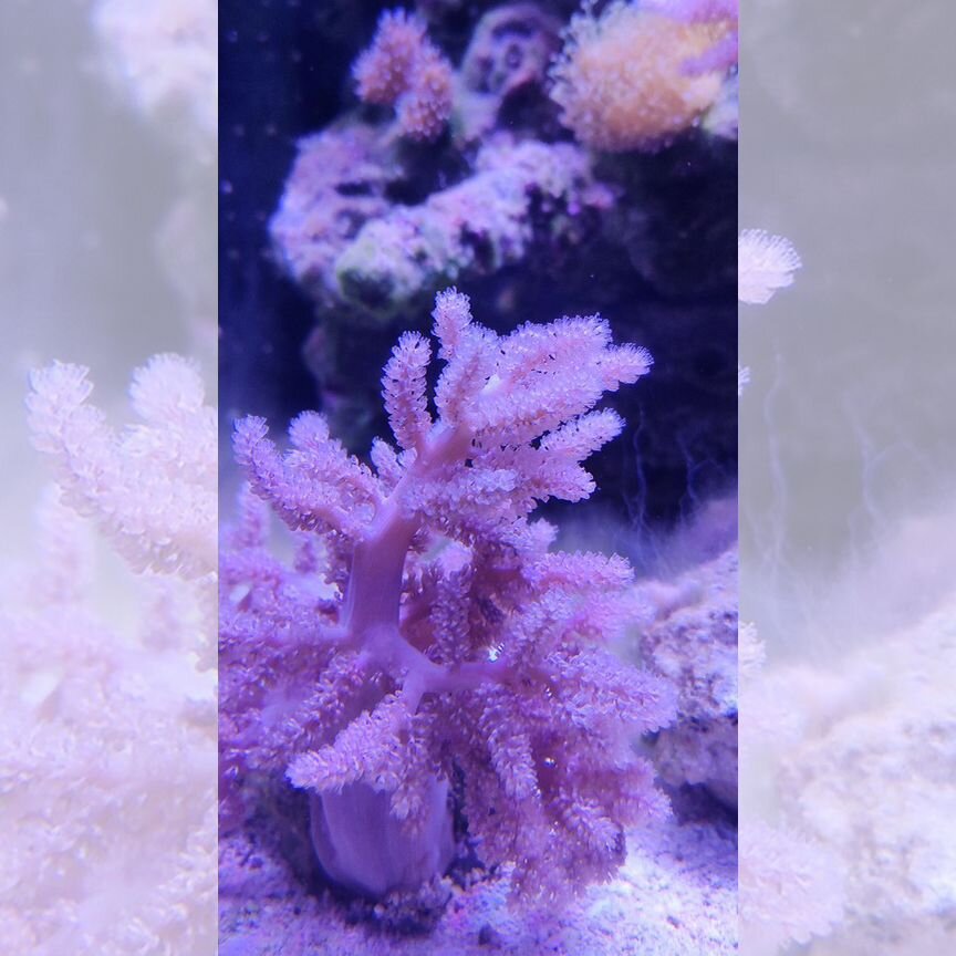 Морские кораллы