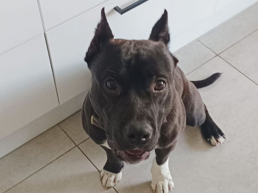 Стаффордширский терьер