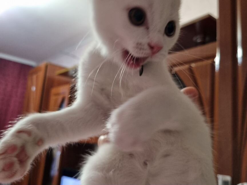 Патешный котик