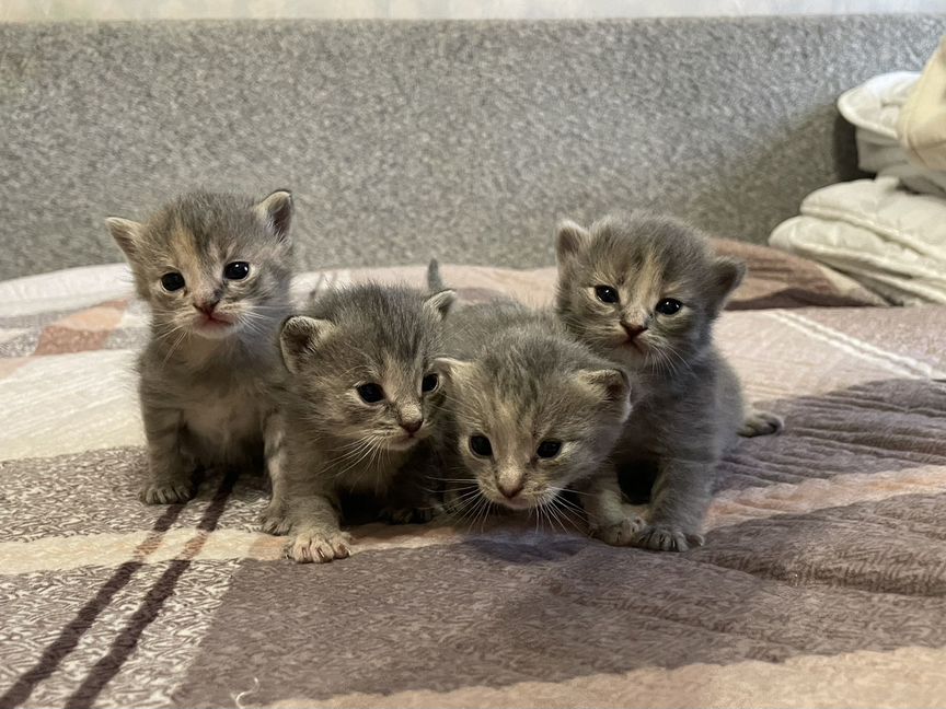 Трехцветные котята в добрые руки