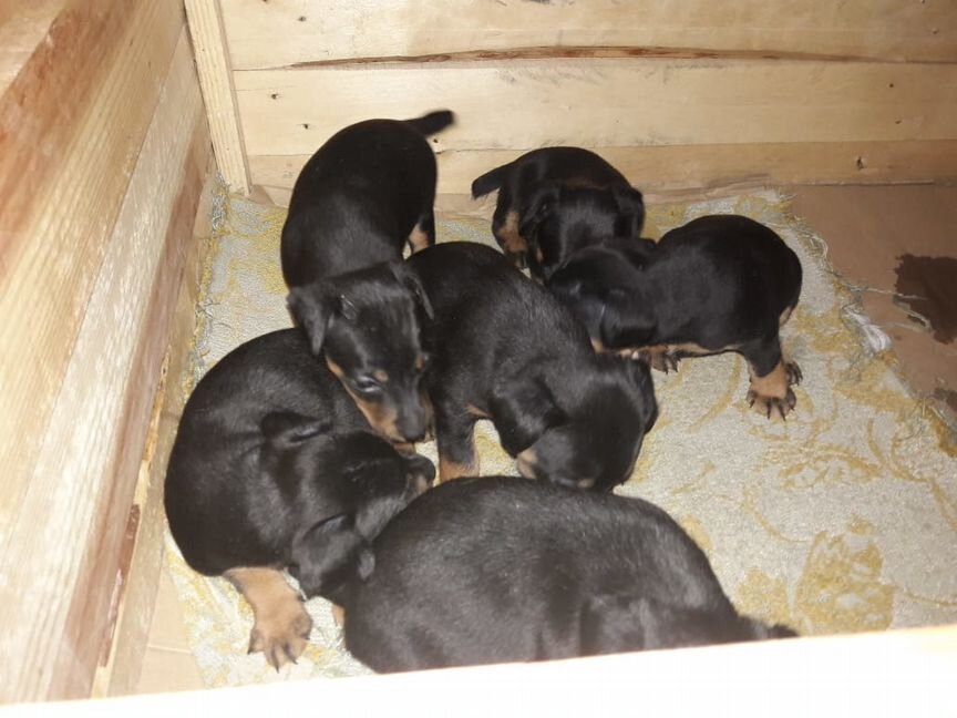 Продам щенков ягдтерьера