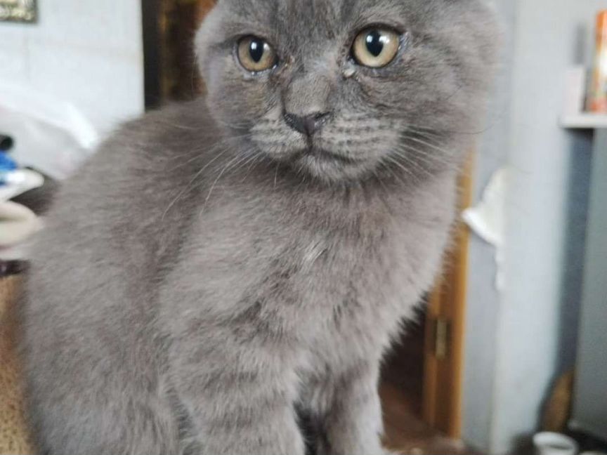 Котята, британец вислоухий и ангора