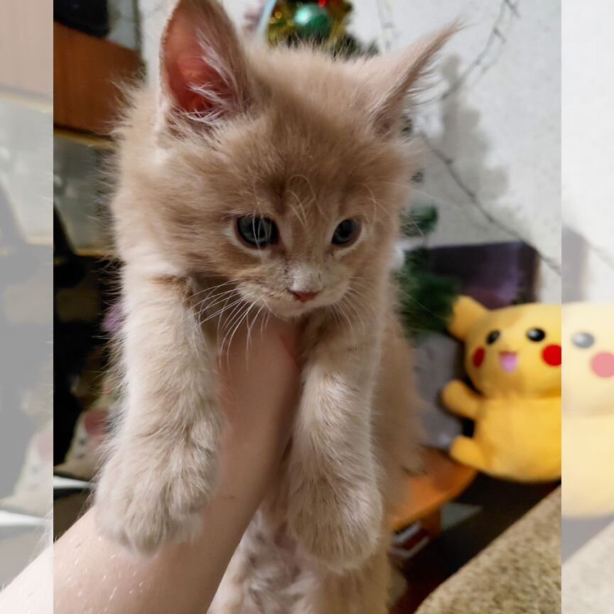 Мейн-кун котёнок