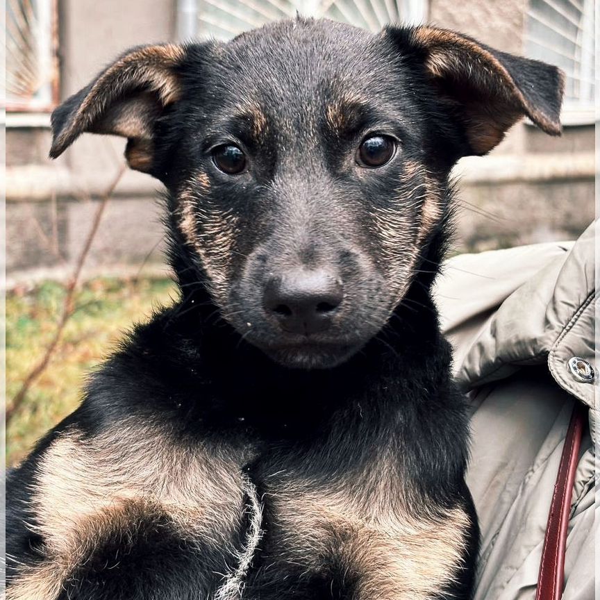 Щенок в добрые руки