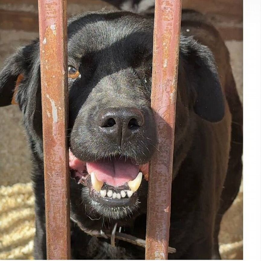 Лабрадор-ретривер, взрослая собака