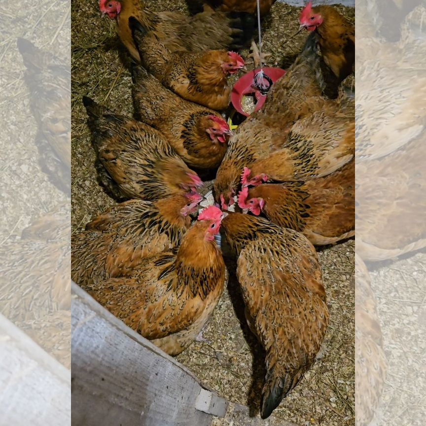 Инкубационное яйцо кучинские юбилейные