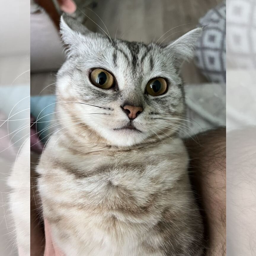 Отдам бесплатно шотландскую кошку