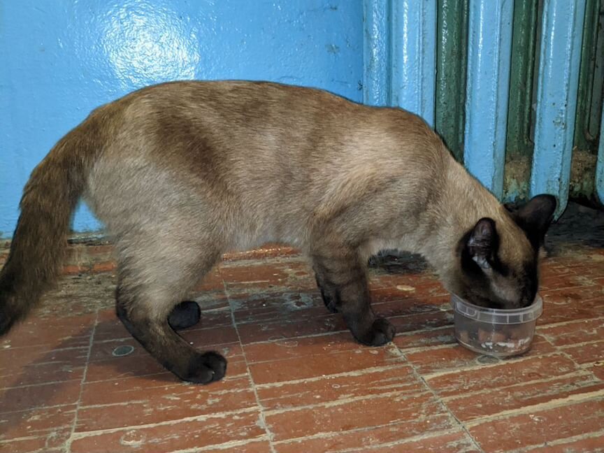 Кот в добрые руки SOS