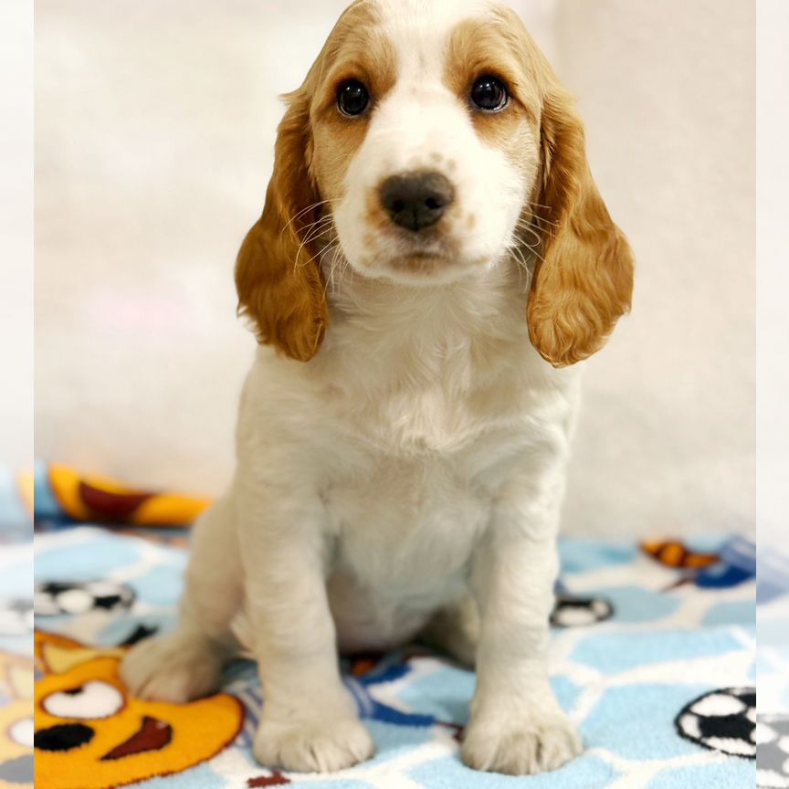 Русский охотничий спаниель, щенок