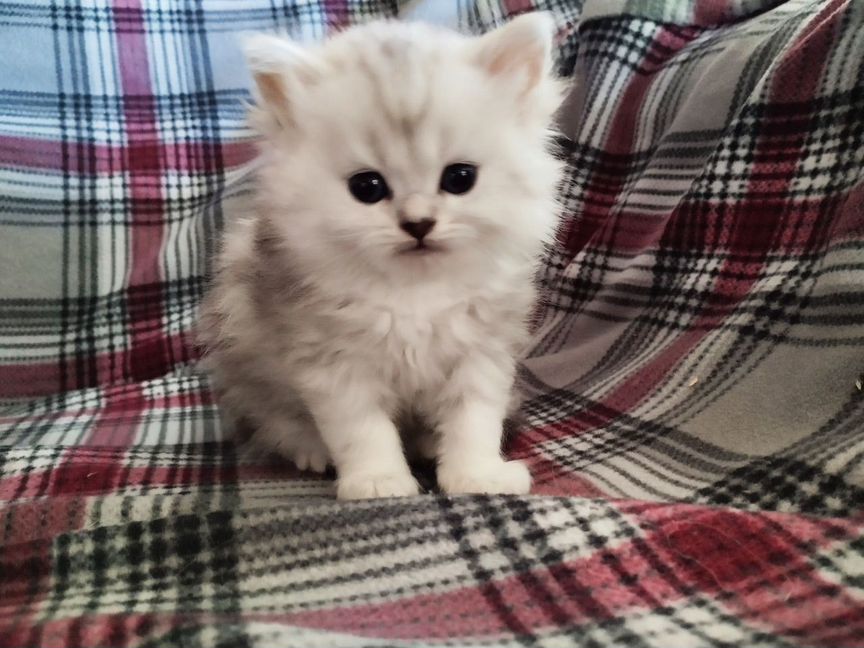 Британские котята
