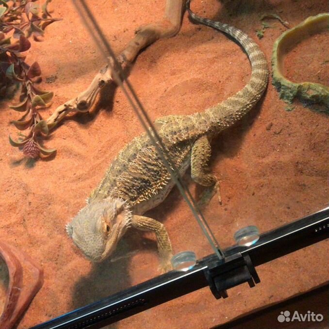 Бородатая австралийская агама самка
