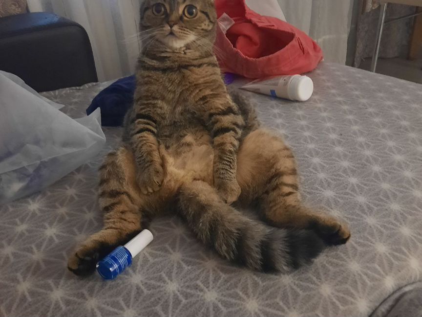 Вислоухая кошка