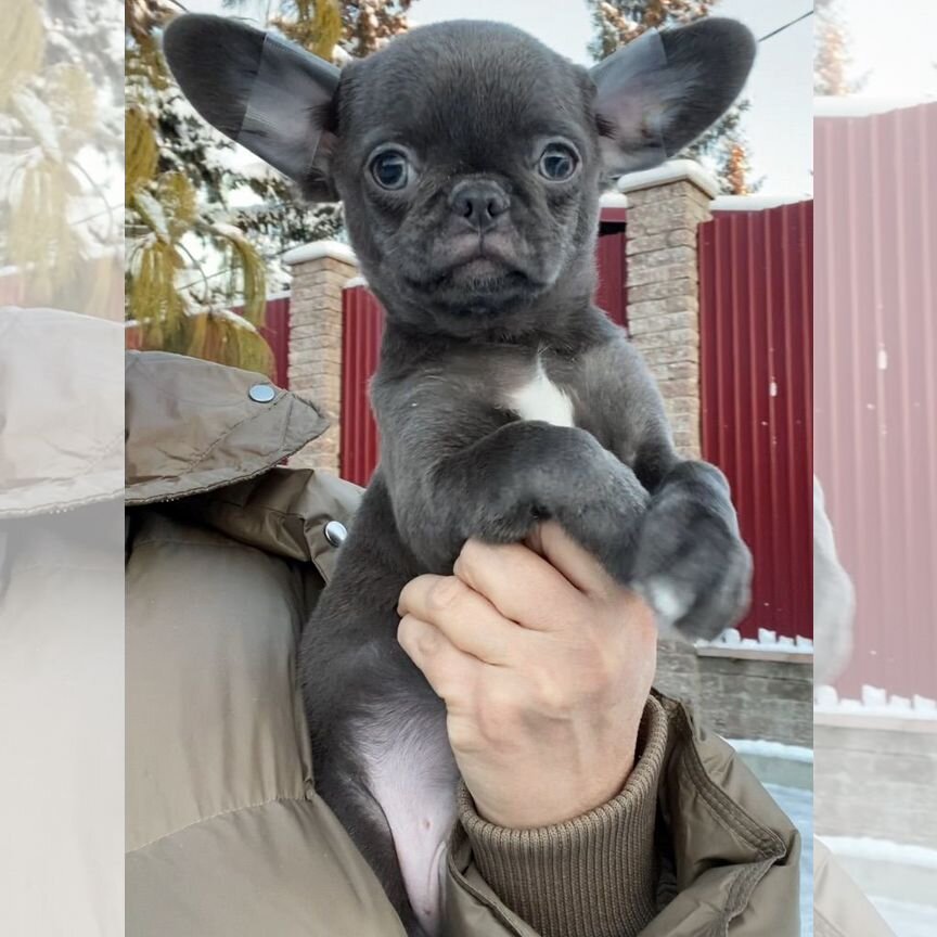 Чихуахуа, щенок