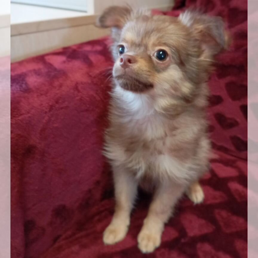 Чихуахуа со шпицем помчи