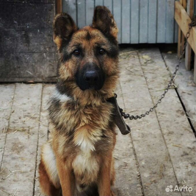 Лорд ищет дом