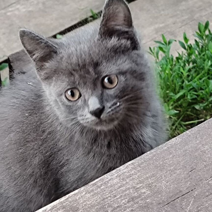 Котята