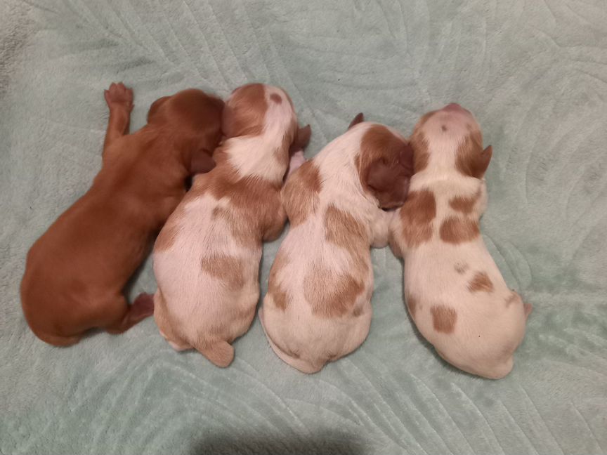 Кавалер кинг чарльз спаниель щенки