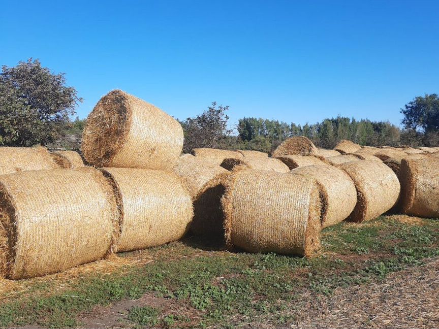 Солома в тюках ячменная