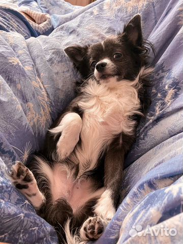 Вязка чихуахуа