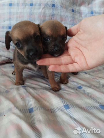 Собаки щенки