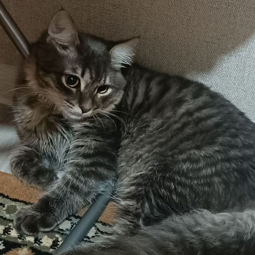 Отдаём кота 5 месяцев