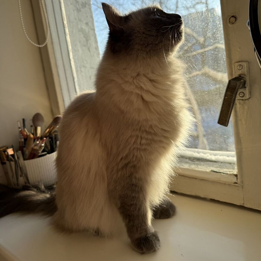 Взрослая, кошка в добрые руки