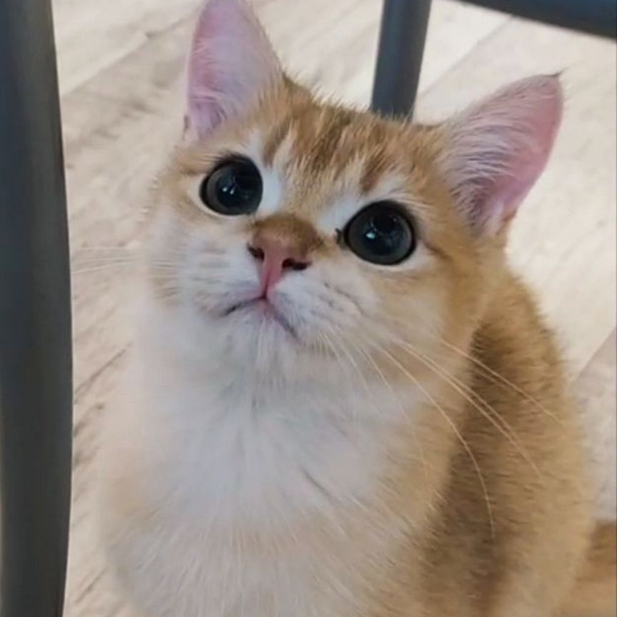 Котёнок золотая шиншилла с документами