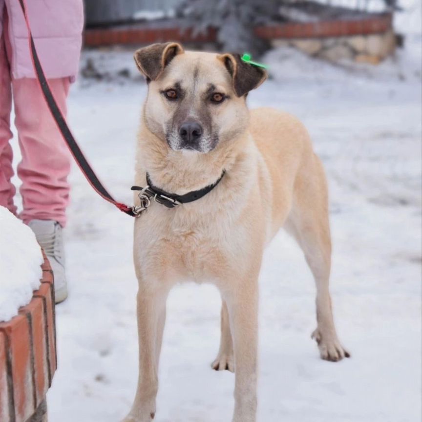 Собака в добрые руки