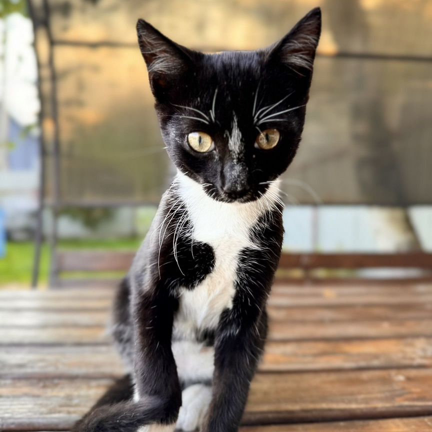Котенок-биколар