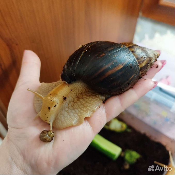 Улитки ахатины малыши