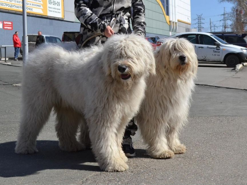 Южнорусская овчарка