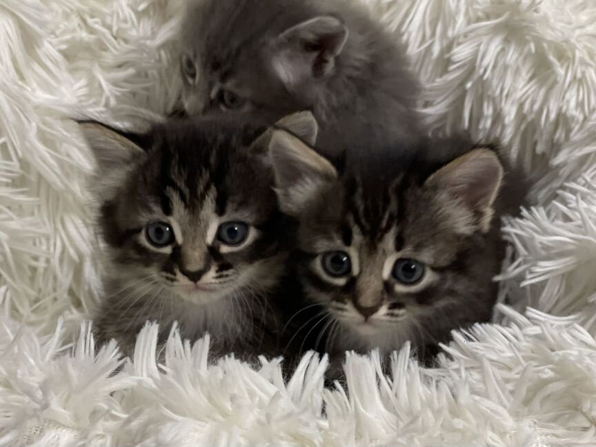 Чудесные котята