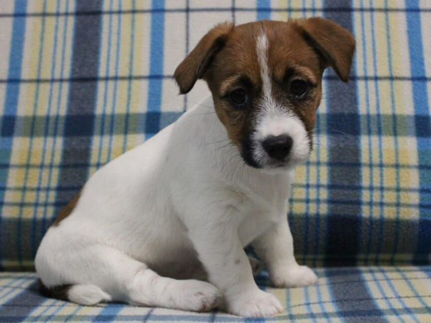 Щенки породы Джек Рассел терьер Фифа и Фиона