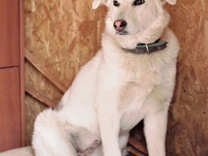 Юная Айса ищет дом