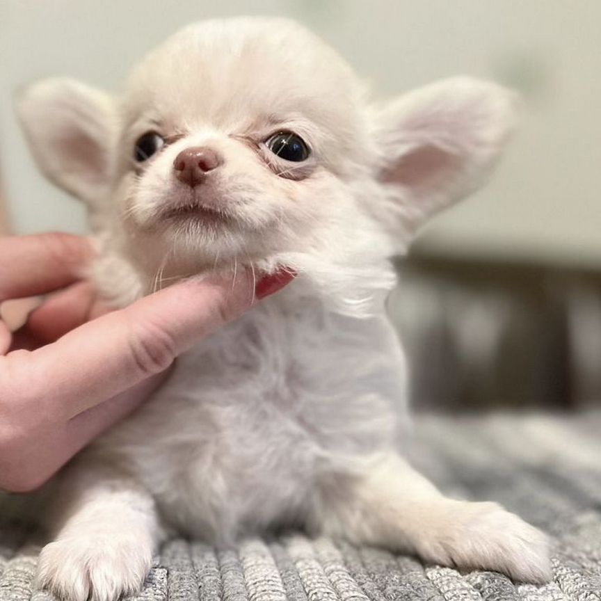 Чихуахуа супер красавчик