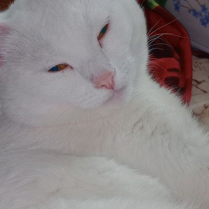 Отдам кота в добрые руки бесплатно