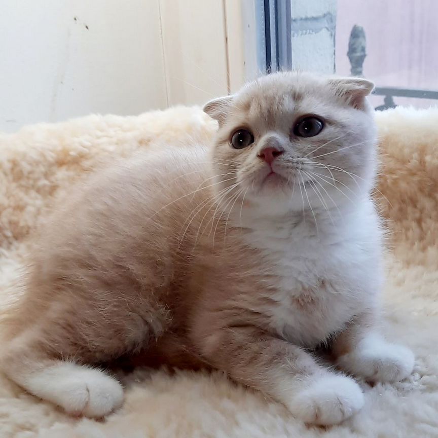 Шотландский котёнок