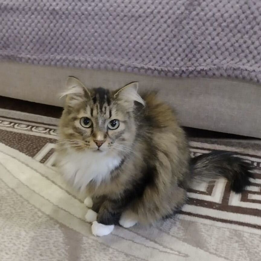 Кошечка в добрые руки