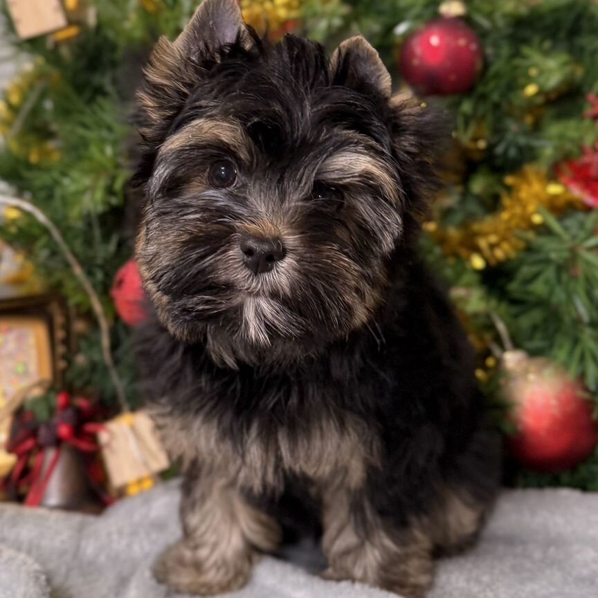 Йоркширский терьер, щенок