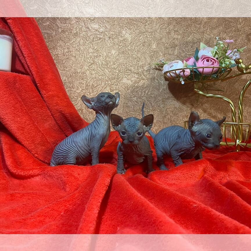 Канадский сфинкс котёнок