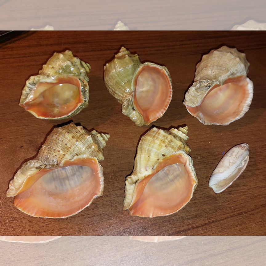 Раковины для аквариума