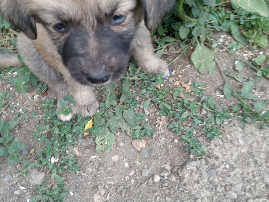 Щенки бесплатно в добрые руки