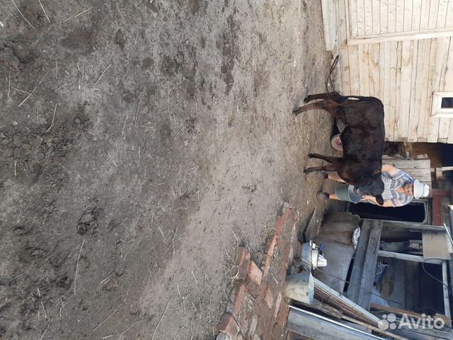 Продаю телочку