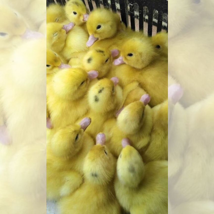 Утята Мулард