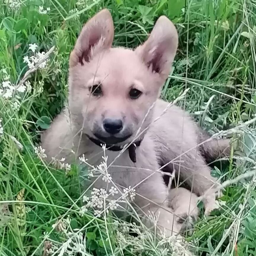Щенки в добрые руки